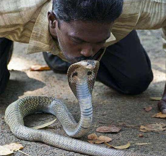 Indian woman encounters a poisonous snake and takes part in the ...