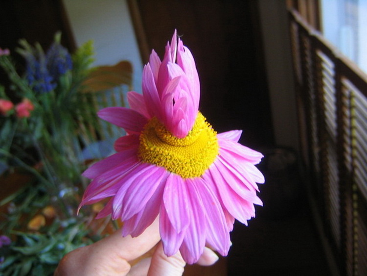 The morbid beauty, the flowers around the Fukushima nuclear power plant ...