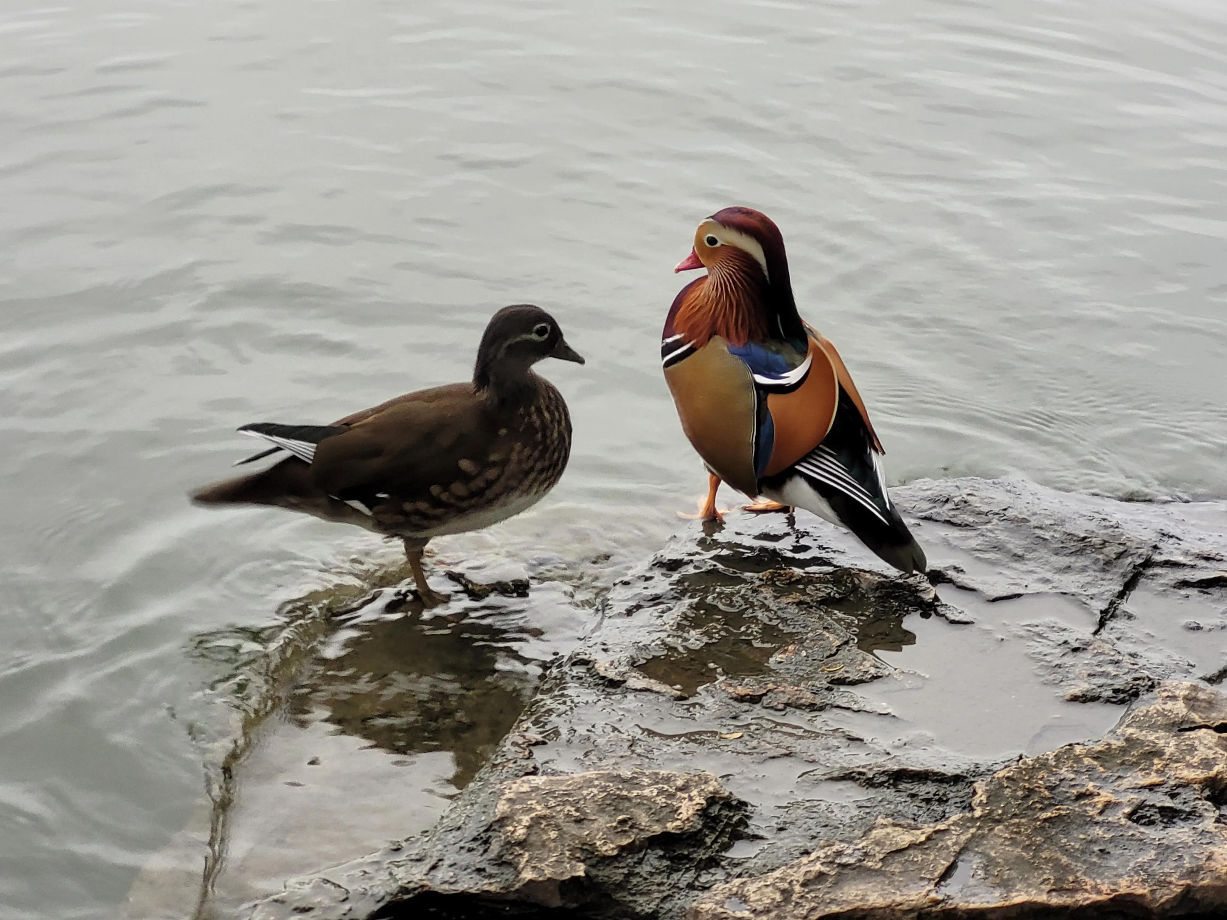 Mandarin ducks in Beijing Yuyuantan Park - iNEWS