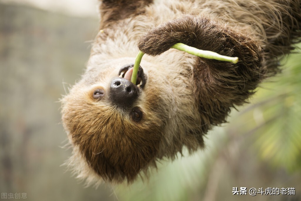 The sloth, who was extremely slow, dared to attack the agile horned ...