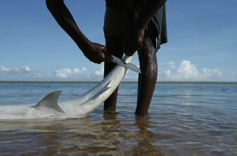 Shark's fin, a truth that has been misunderstood for hundreds of years ...
