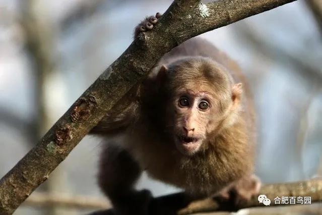 Mountain King ~ Huangshan Cyborg (Tibetan chief monkey Huangshan ...