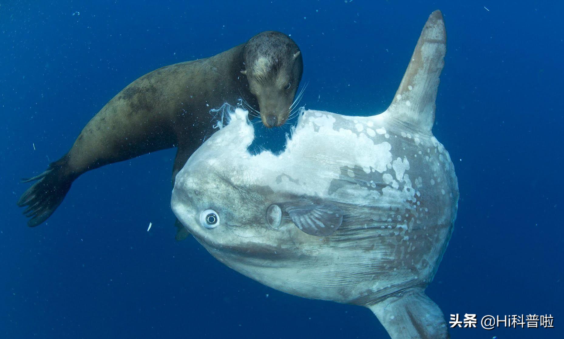The dumbest fish in the world, the sunfish that does not escape after ...