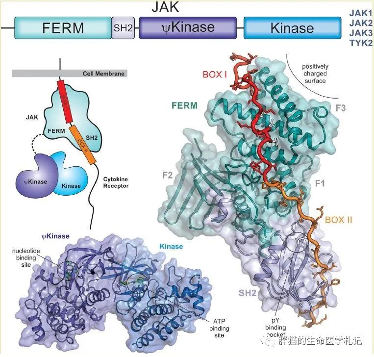 JAK-STAT pathway and inhibitors - iNEWS