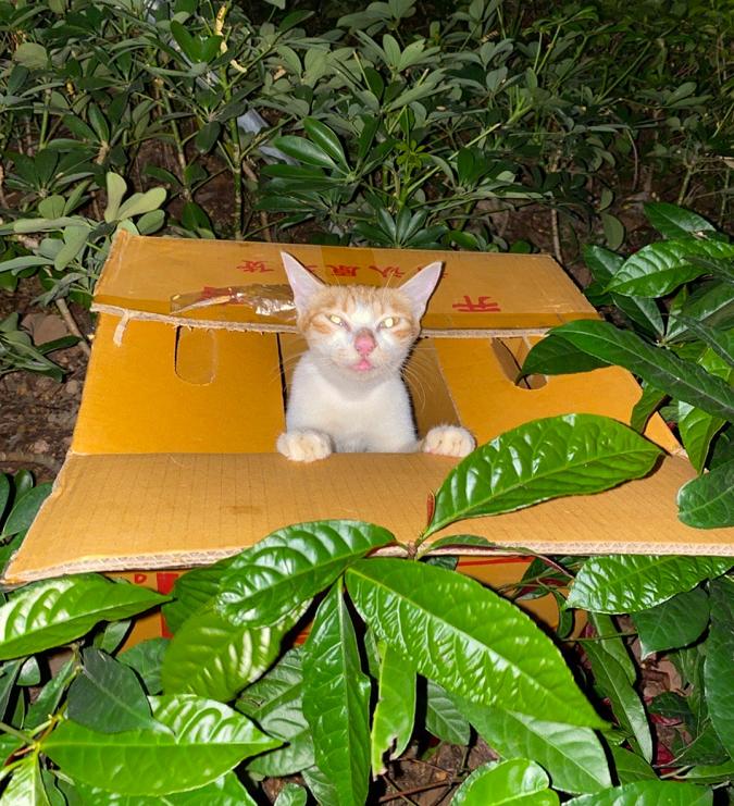 Helping stray cats cannot change the world, but it can change their ...