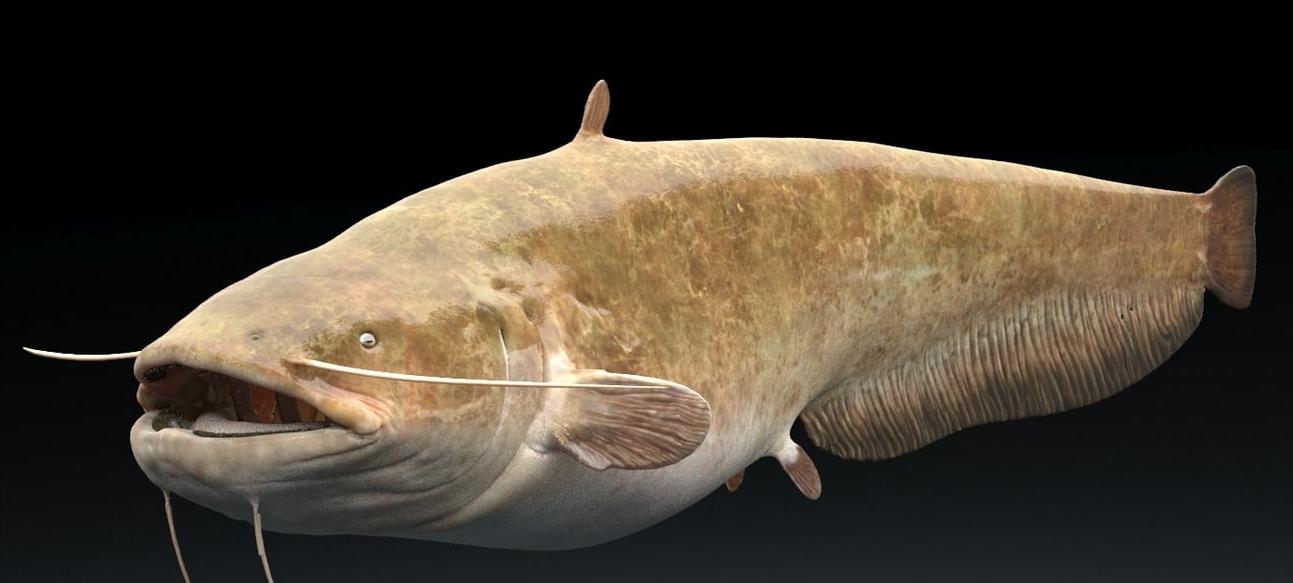Indian catfish are overwhelming and cannot be killed or eaten. They ...