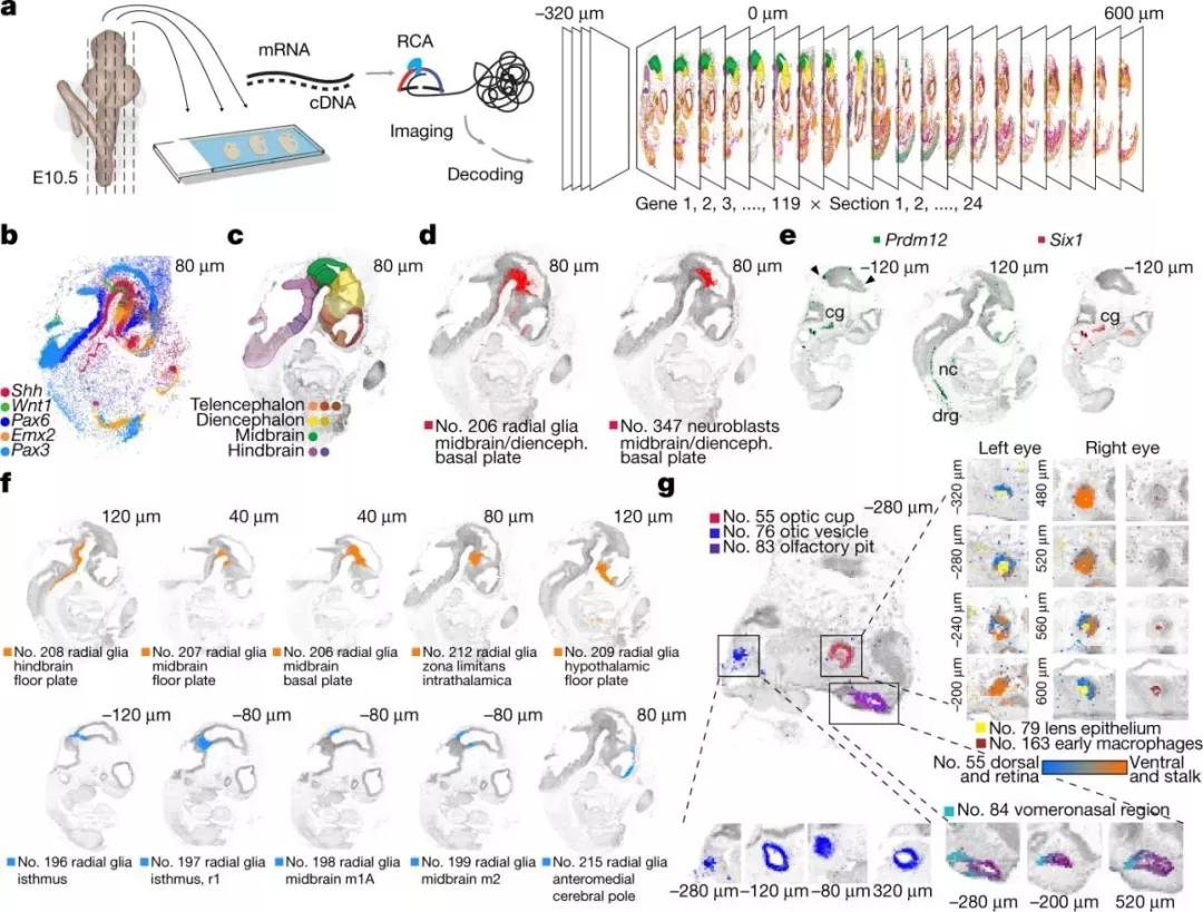 A map of the molecular structure of the developing mouse brain - iNEWS