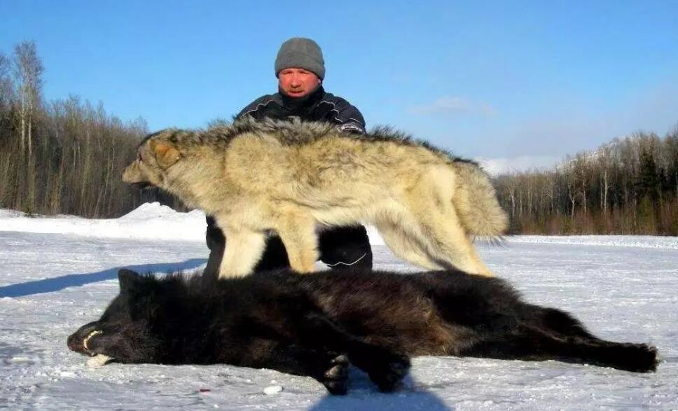 The wolf pack is based on the family, and the low-level wolves have no ...