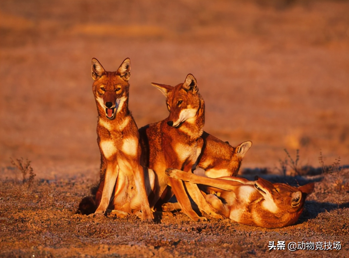 The wolf in fox skin is also the most endangered wolf species in the ...