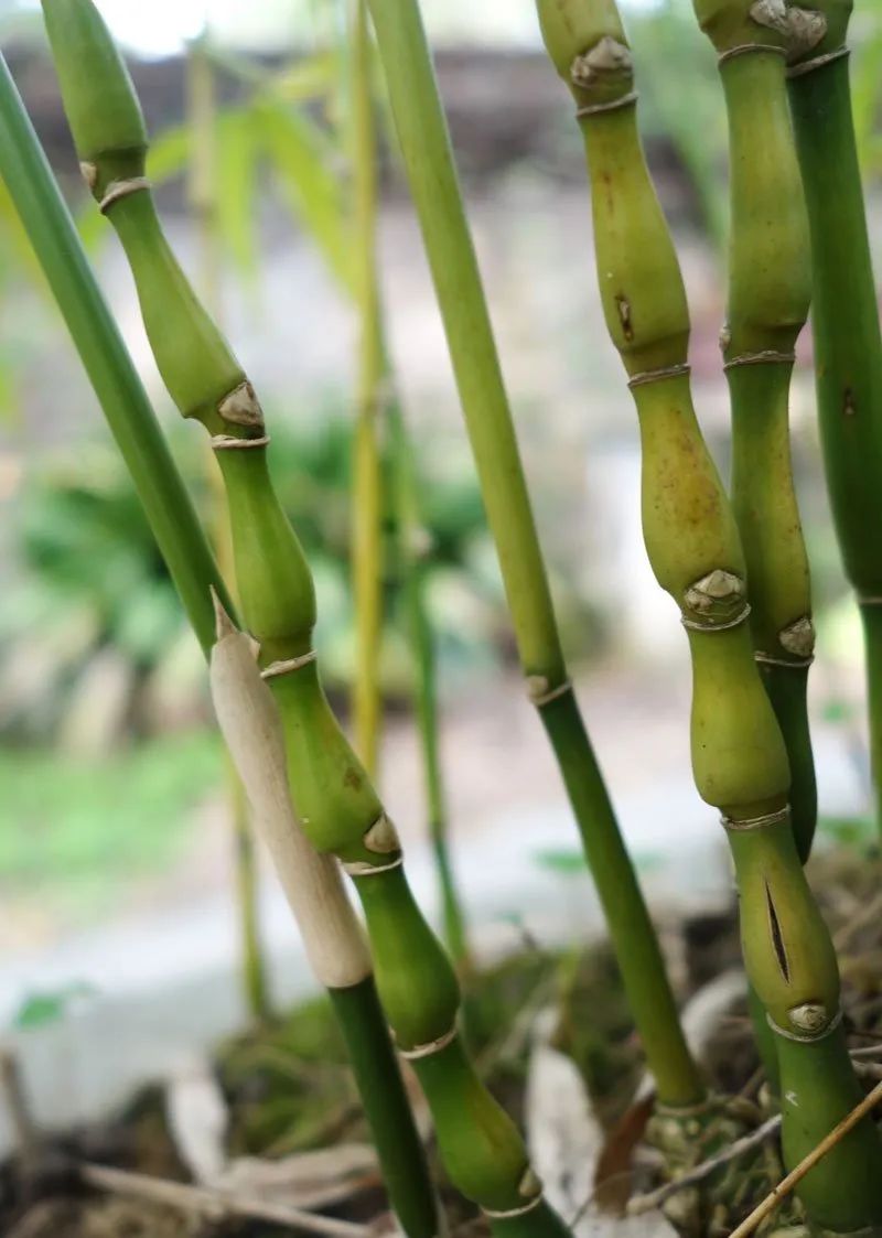 This "fat bamboo" is really peculiar. It has the character and ...