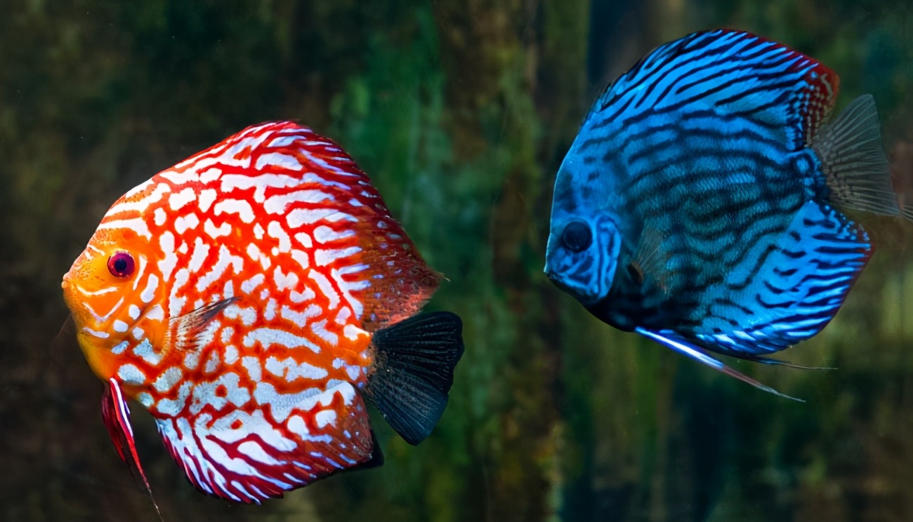 The 10 most beautiful fish in the world - iNEWS