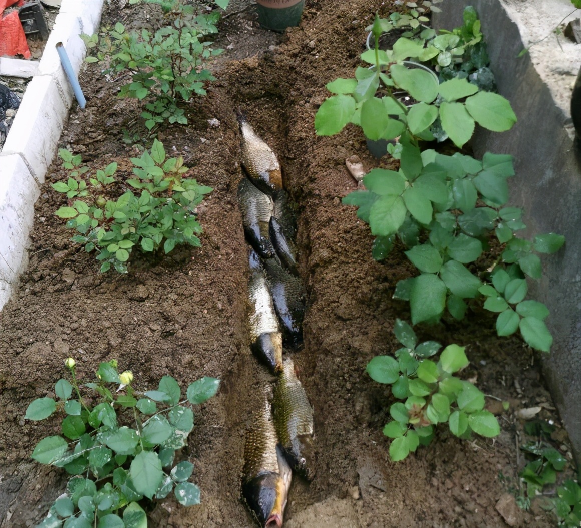 Buried carp and crucian carp in the soil to plant flowers, the "buried ...