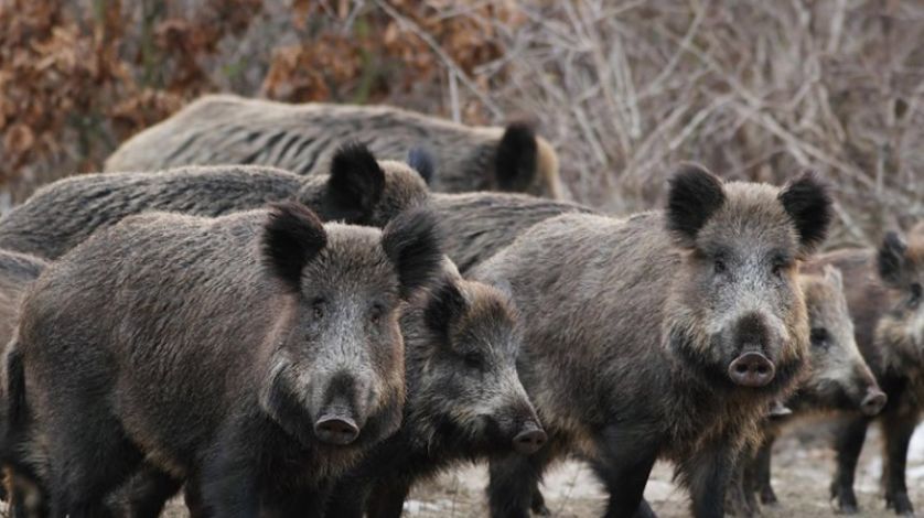 Wild boars are rampant in China, and there are constant battles between ...