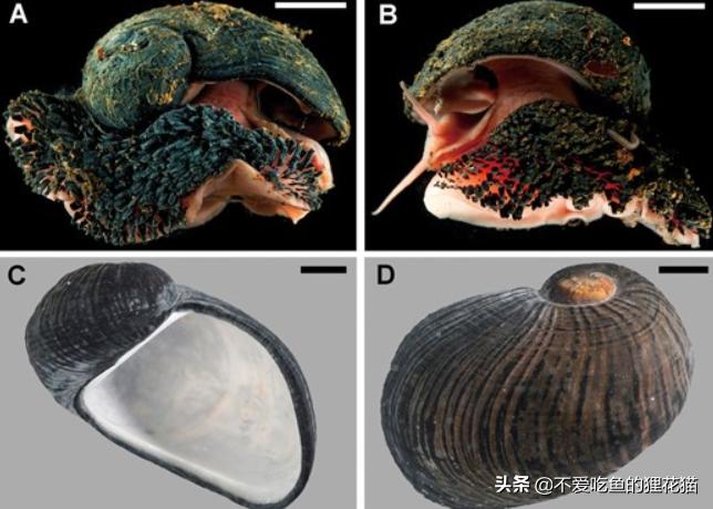 A back shell impenetrable by bullets, from the hardest sea snail at the ...
