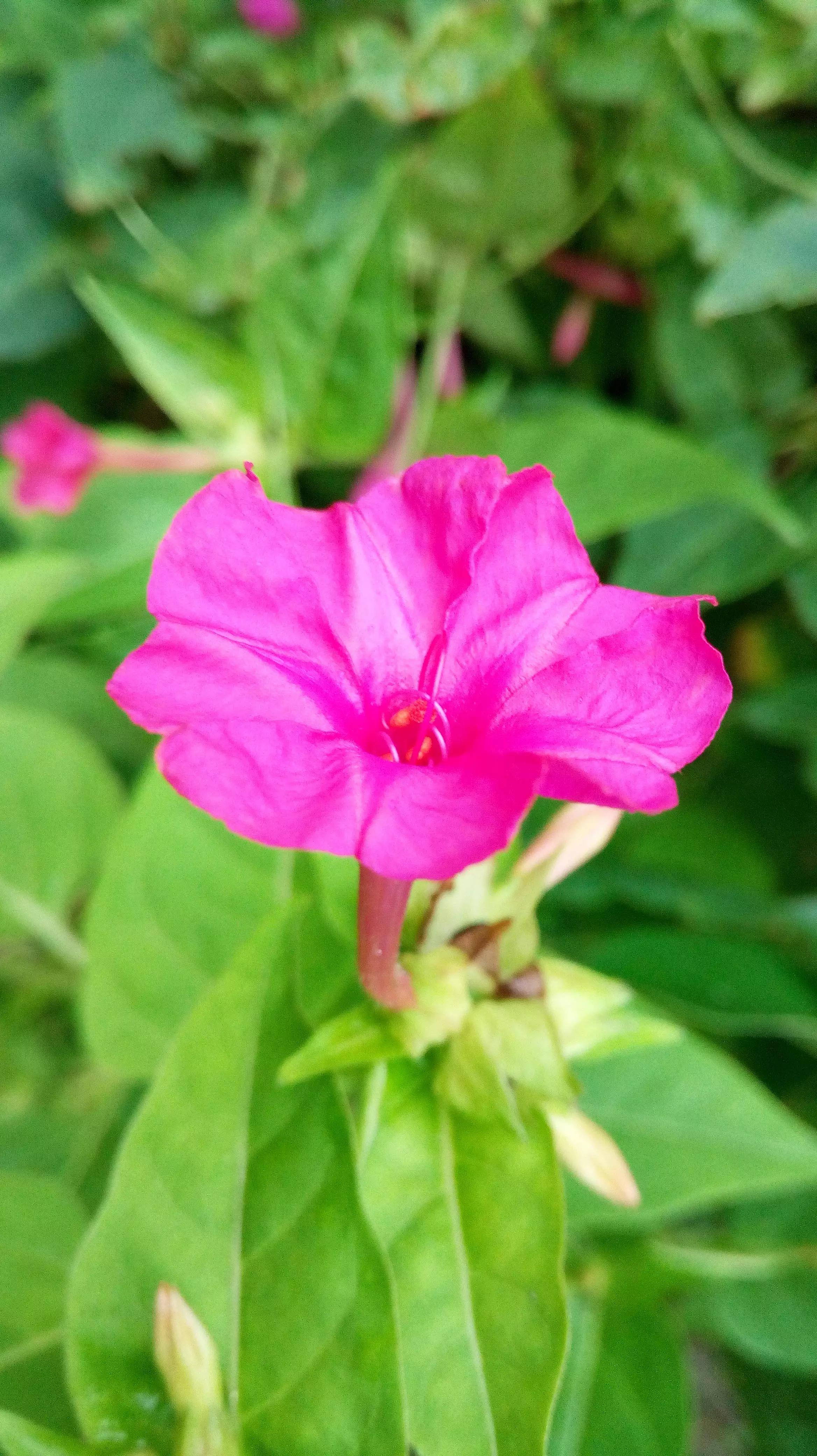 Purple jasmine - iNEWS