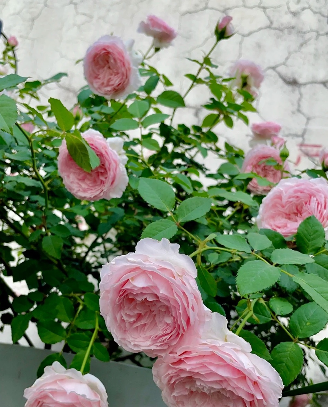 Does your balcony still have a place?Raise a "Misaki" tree, there are ...