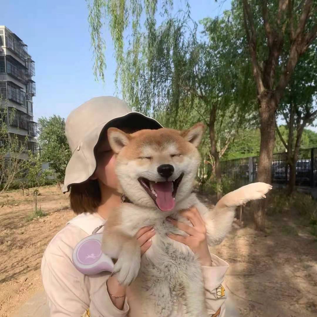 How is the Fat Shiba Inu raised?The origin of Shiba pig - iNEWS