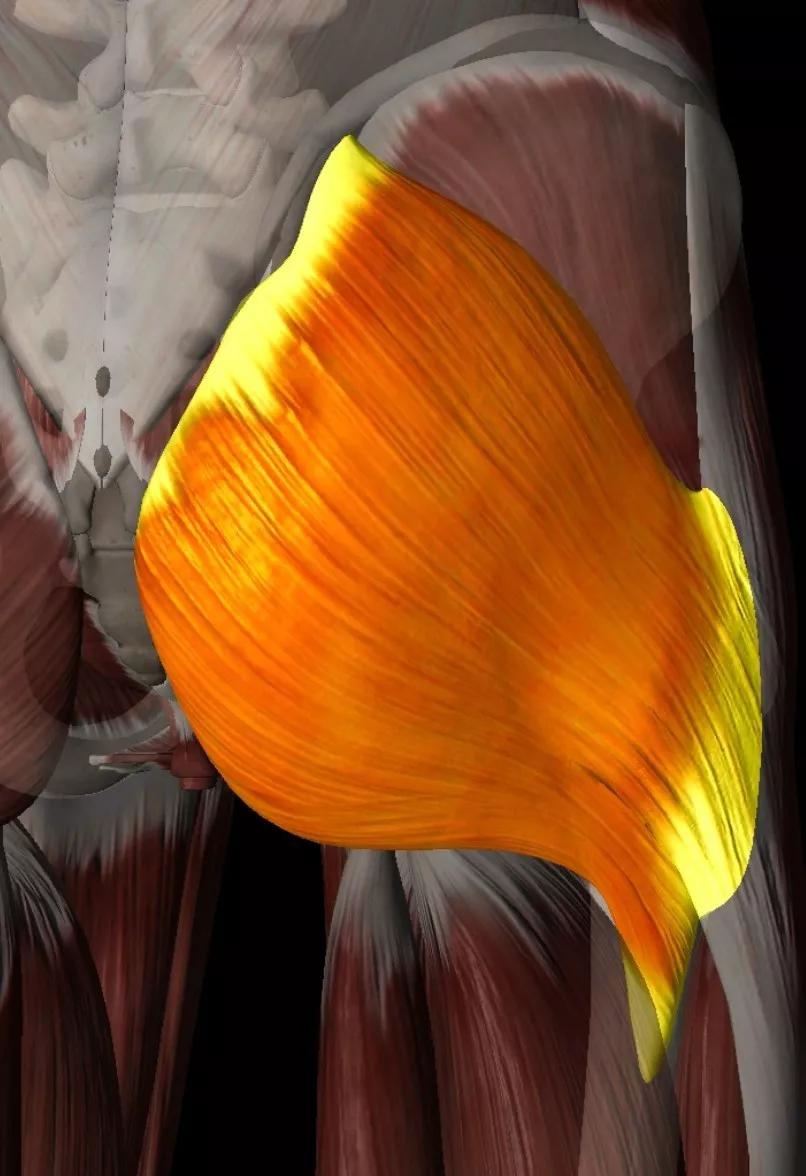 The function and stretching of the hip muscles - iNEWS
