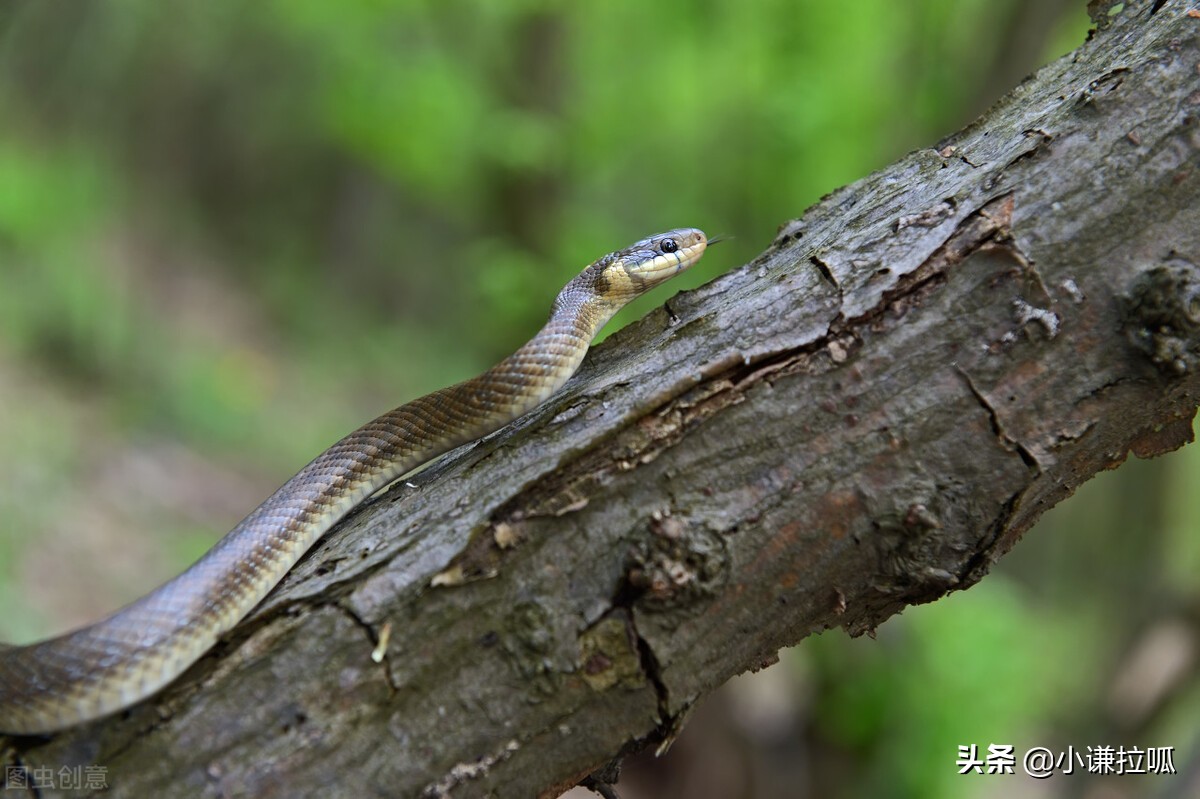 Why can a snake's head hurt after being cut off?These characteristics ...