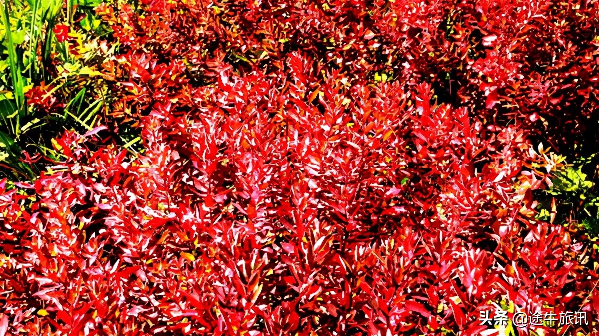 The flaming wolf venom ignites the autumn of Shangri-La and makes ...