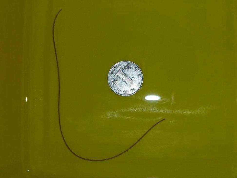 Ironworm: An animal that can control the host's conscious behavior. How ...