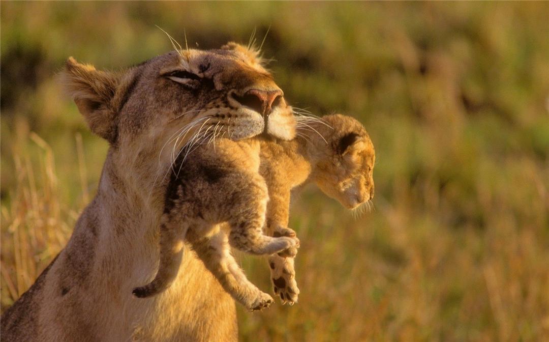 Why do animals give birth so easily, but humans are so painful when ...