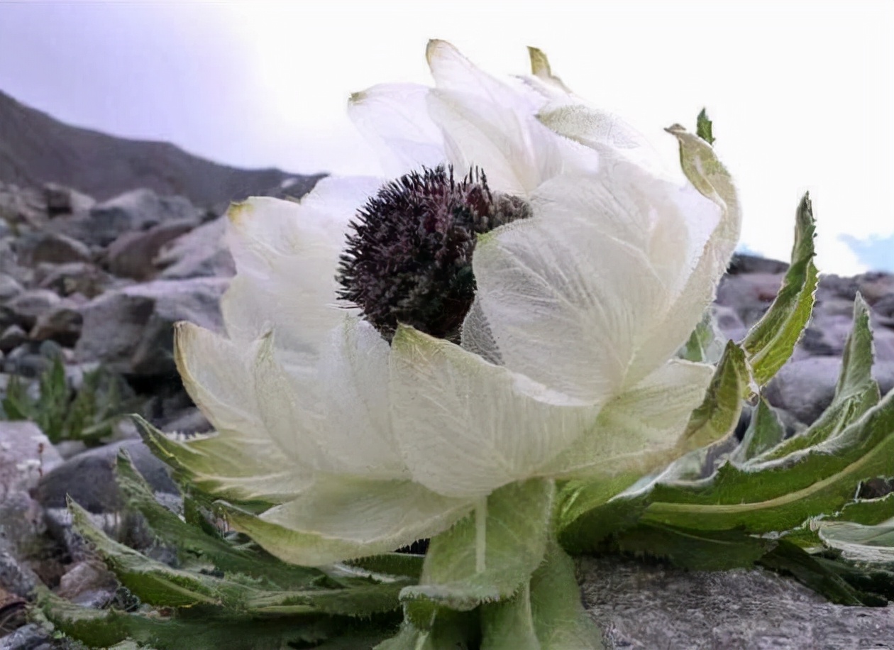 The "Tianshan Snow Lotus" in Xinjiang takes 8 years to grow into one ...