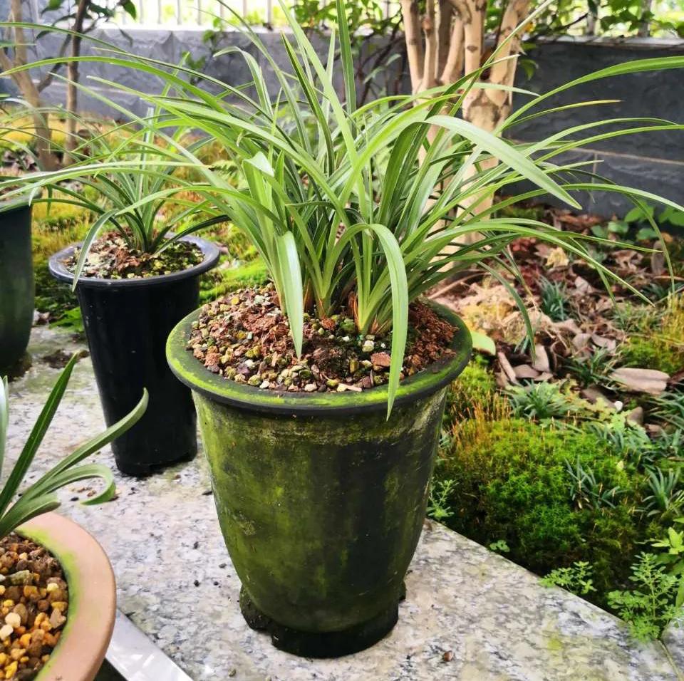 Master the 5-step potting method for autumn orchids, you can serve pots ...