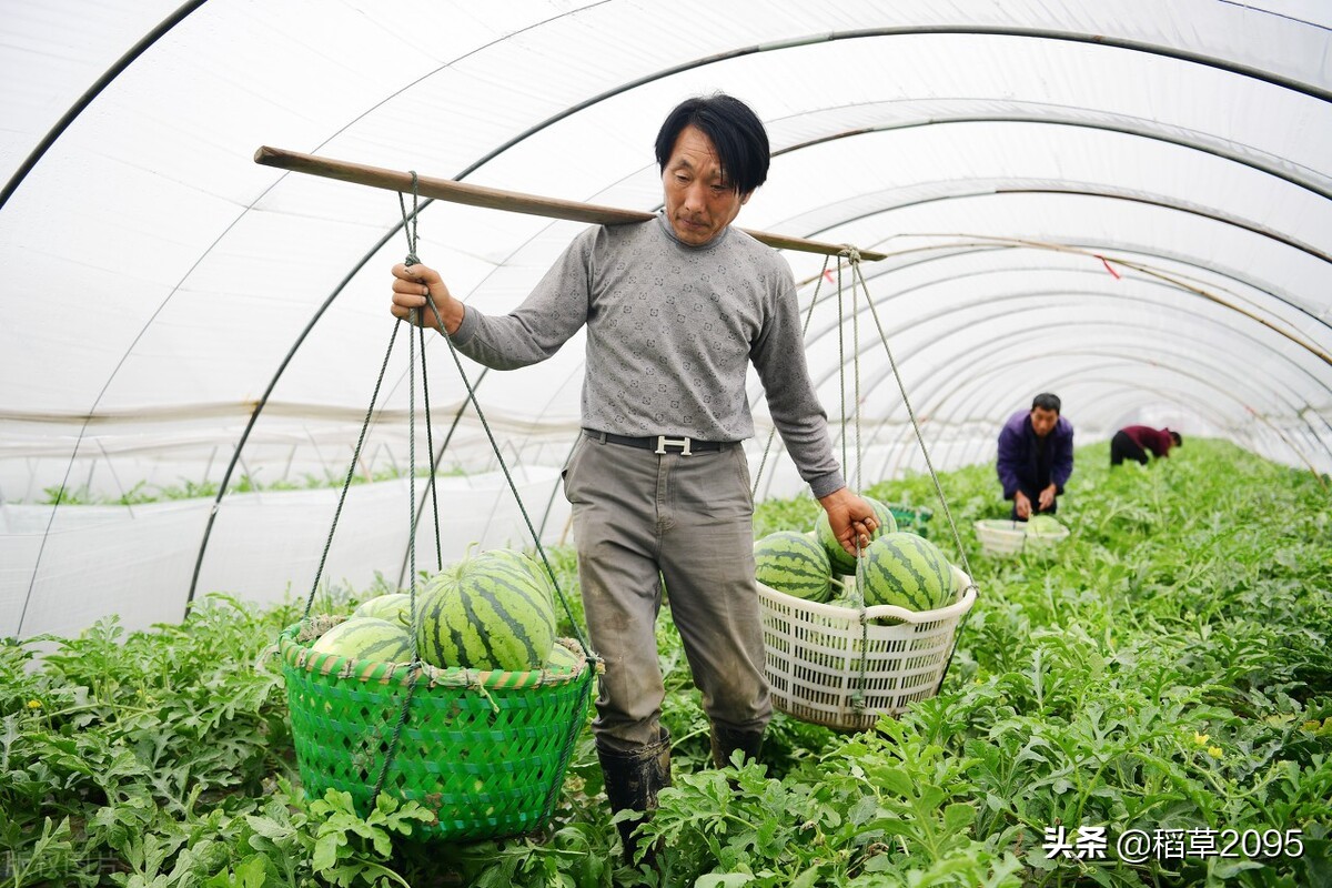 I am serious about eating melons. Remember these six points. Picking ...