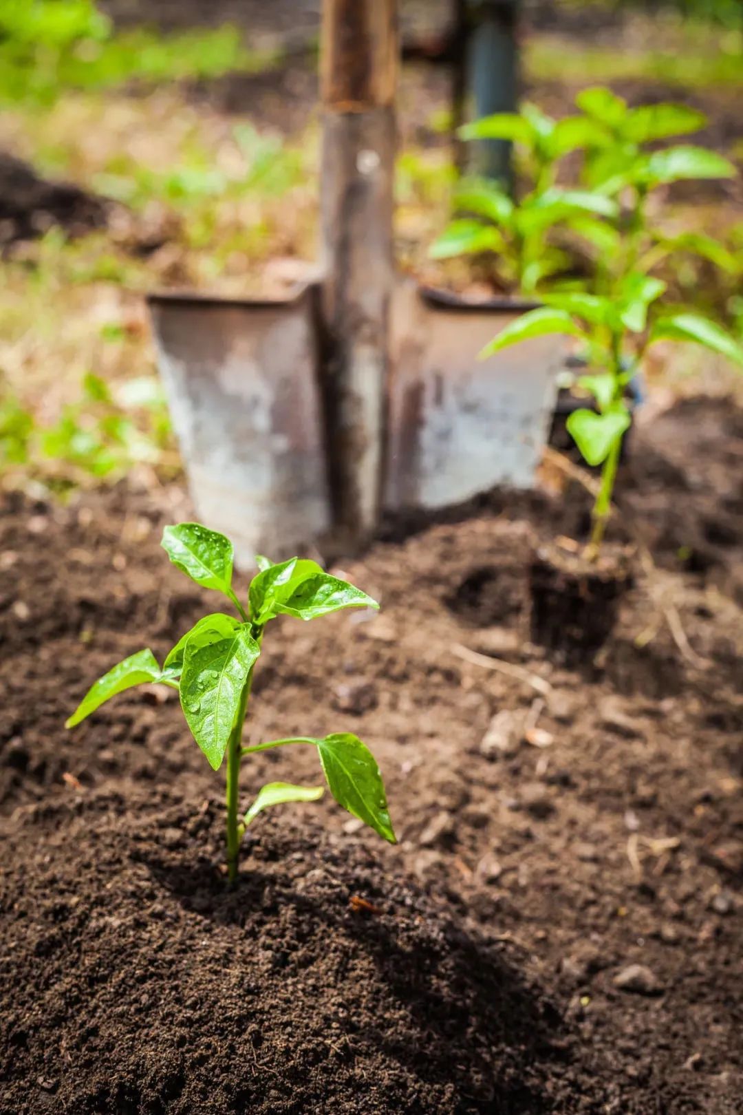 What's the story behind the Ching Ming Festival?Why do literati and ink ...