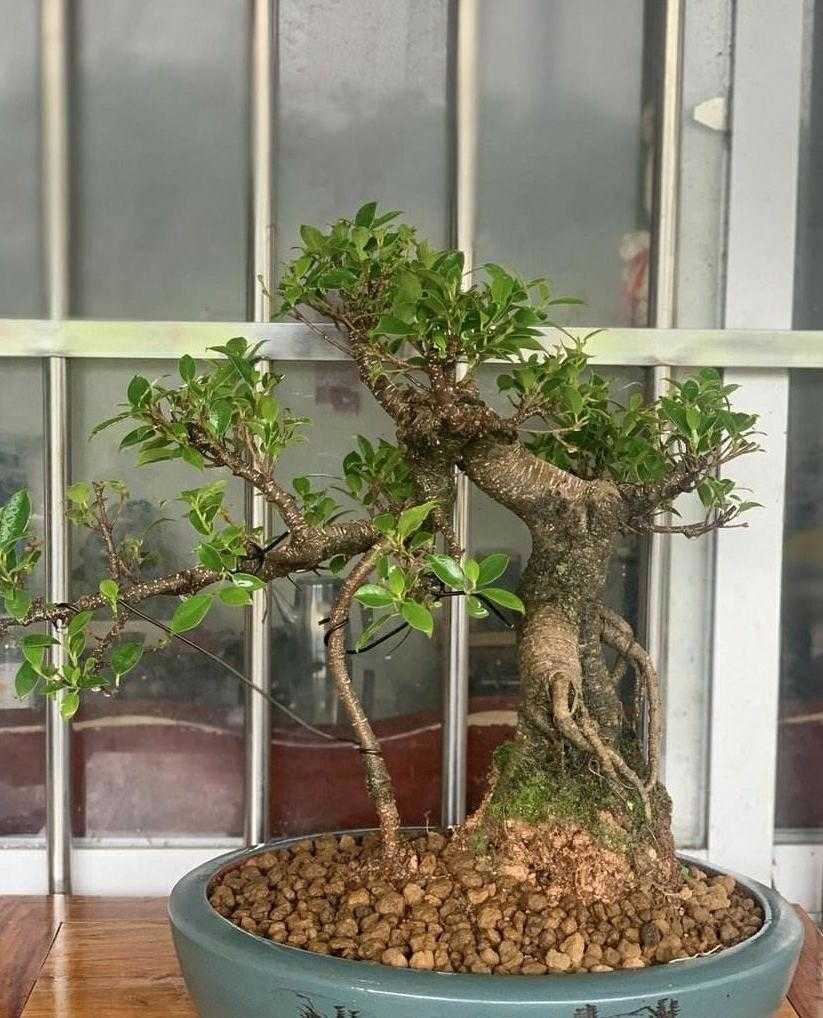 3 kinds of famous "little banyan trees", it is good to keep at home ...