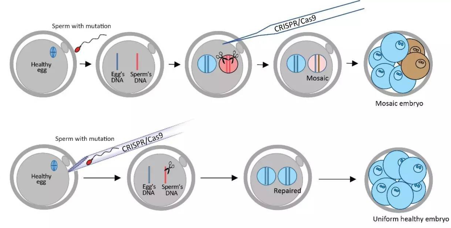 How did the first person on earth appear, and how did humans reproduce ...