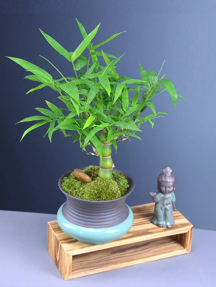 This "fat bamboo" is really peculiar. It has the character and ...