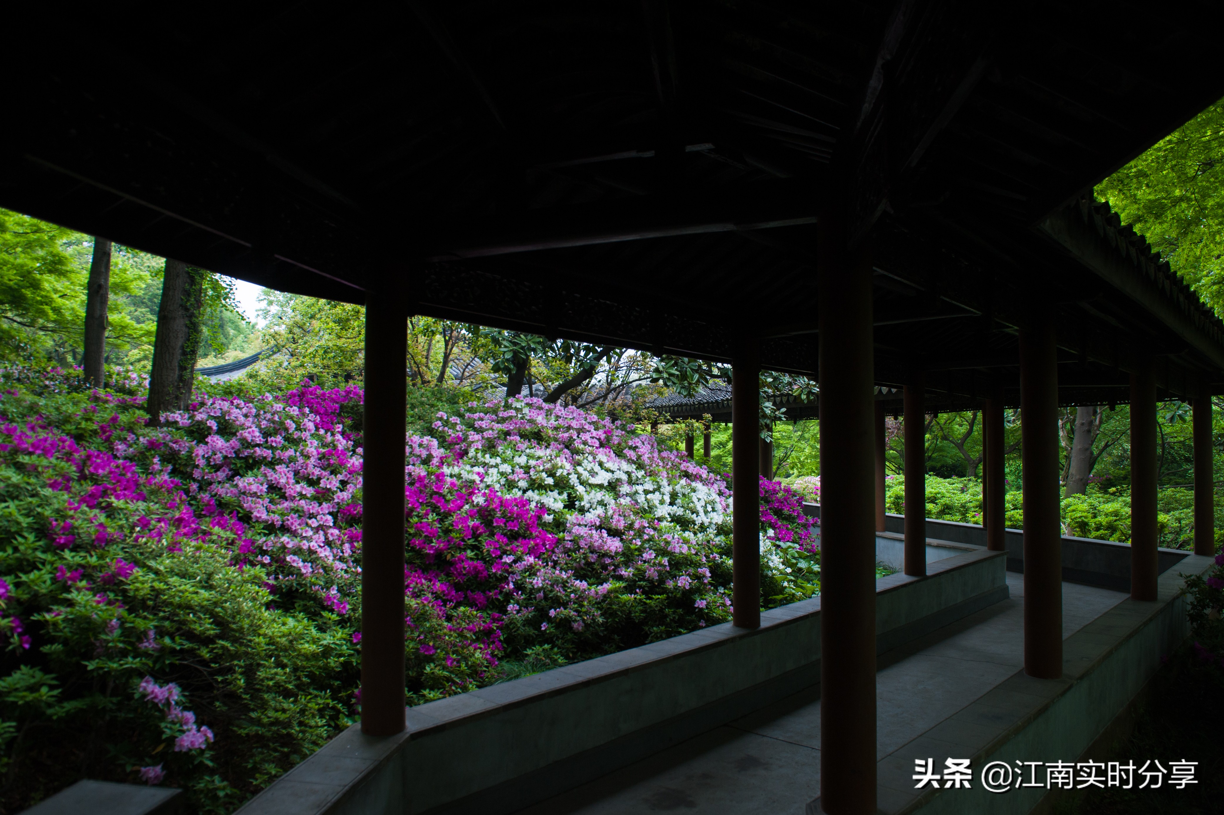 Known as "Flowers in the West", one of China's top ten famous flowers ...