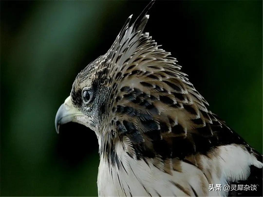 The eagle is among the ten thousand enemies, dare to single out the ...