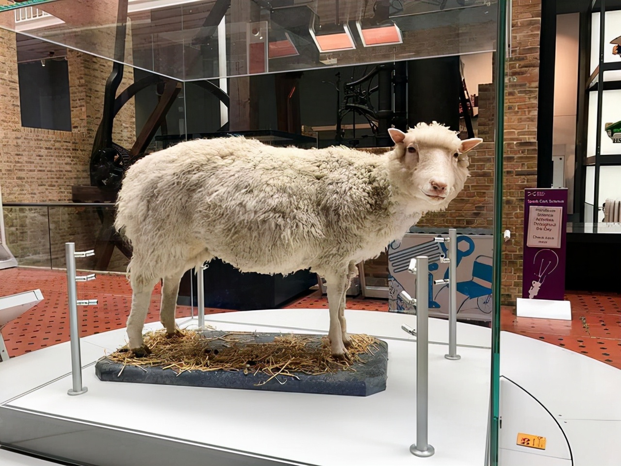 A cloned sheep was created 24 years ago, why not clone a human?Look at ...