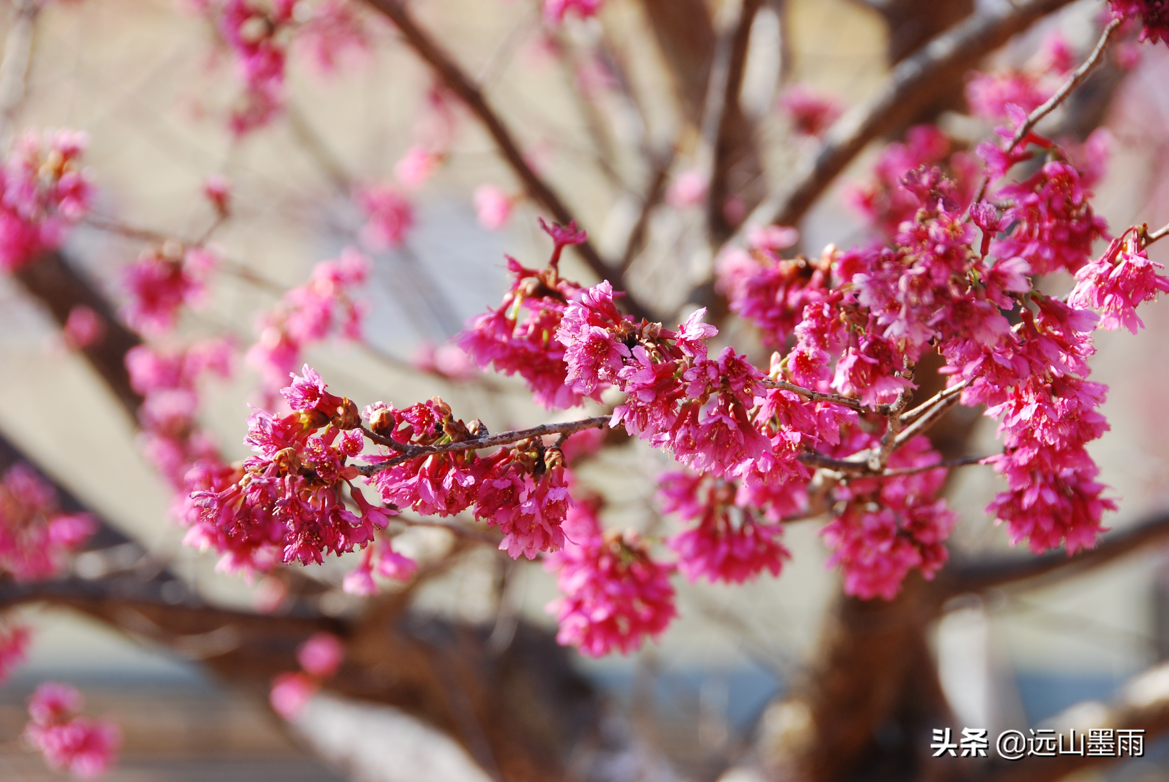 In Kunming, where to enjoy cherry blossoms in early spring and February ...