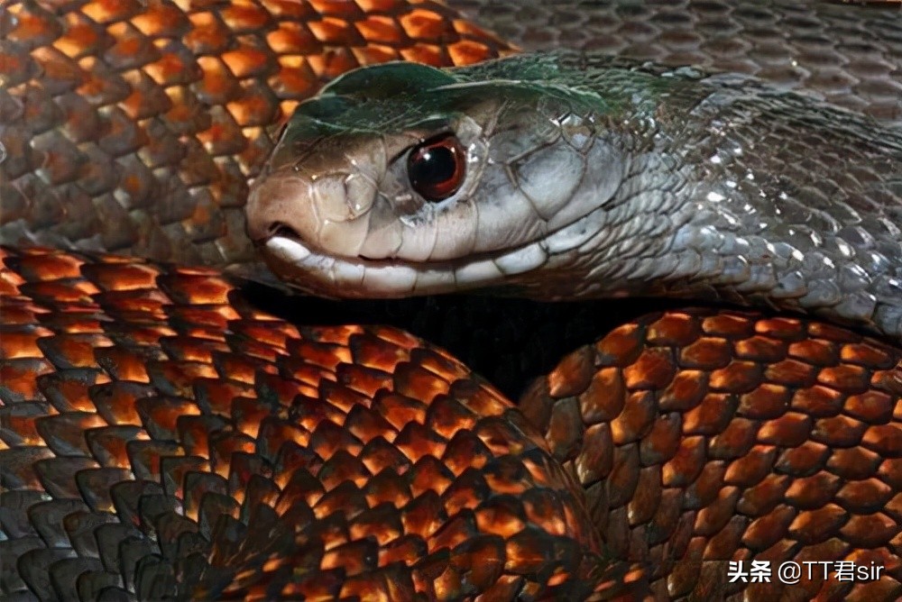 The inland Taipan snake, as the most venomous snake on the land in the ...