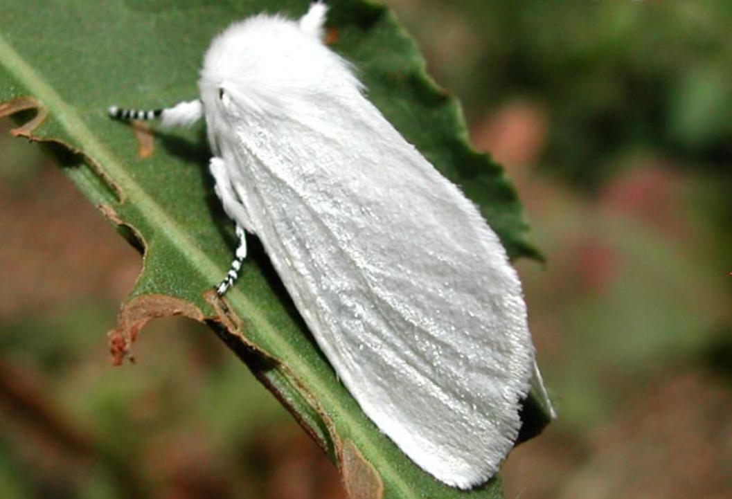 The American white moth is overwhelming and has spread to 13 provinces ...