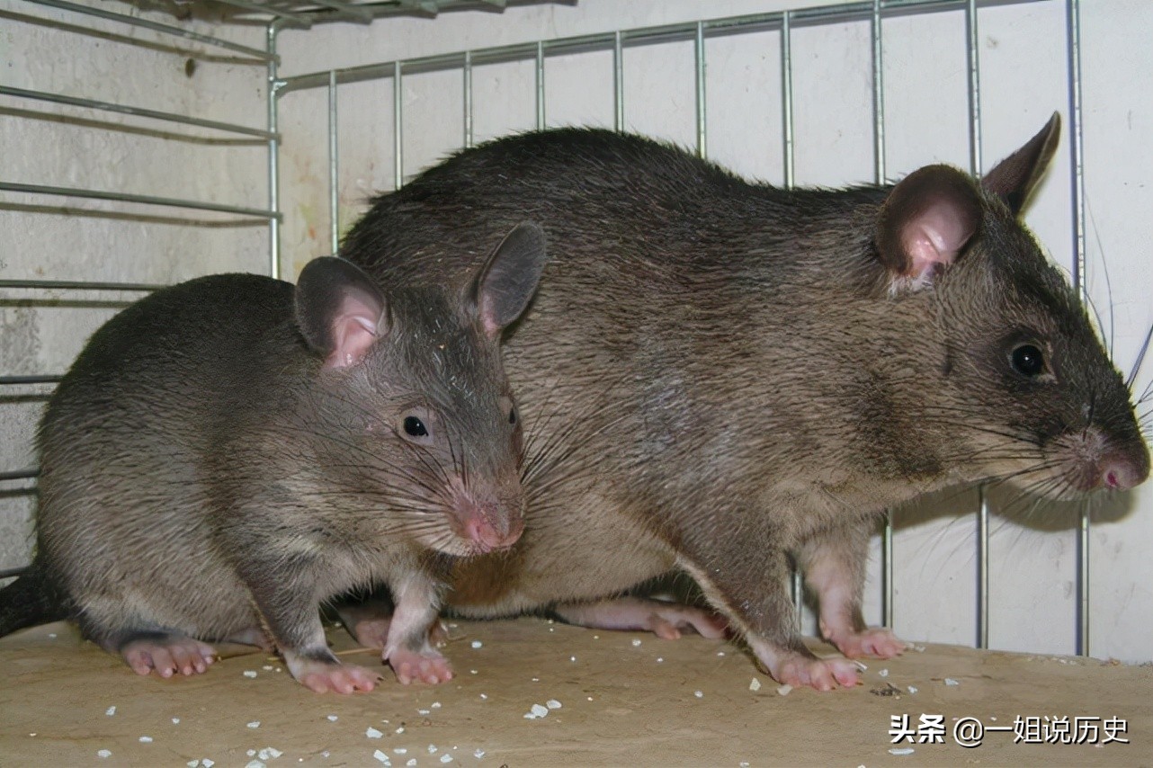 How terrible is the nuclear leak?Look at the mice and boars in ...