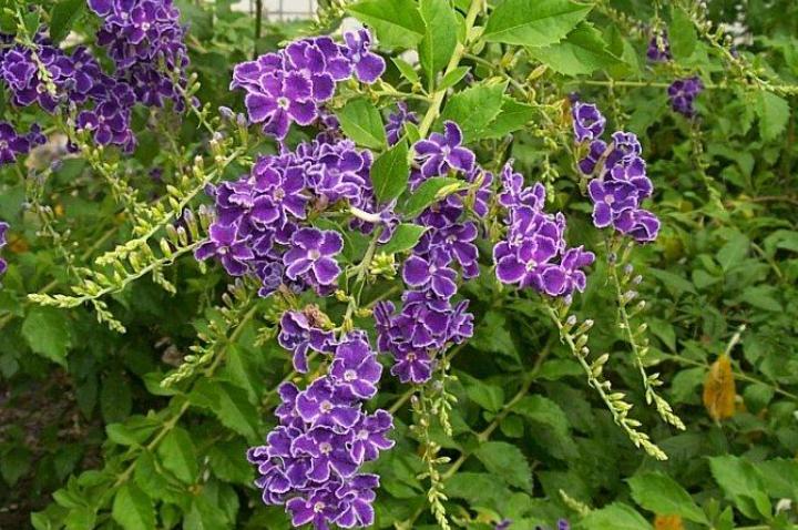 Choose 5 kinds of flowers in summer, they like the "big sun", the more ...