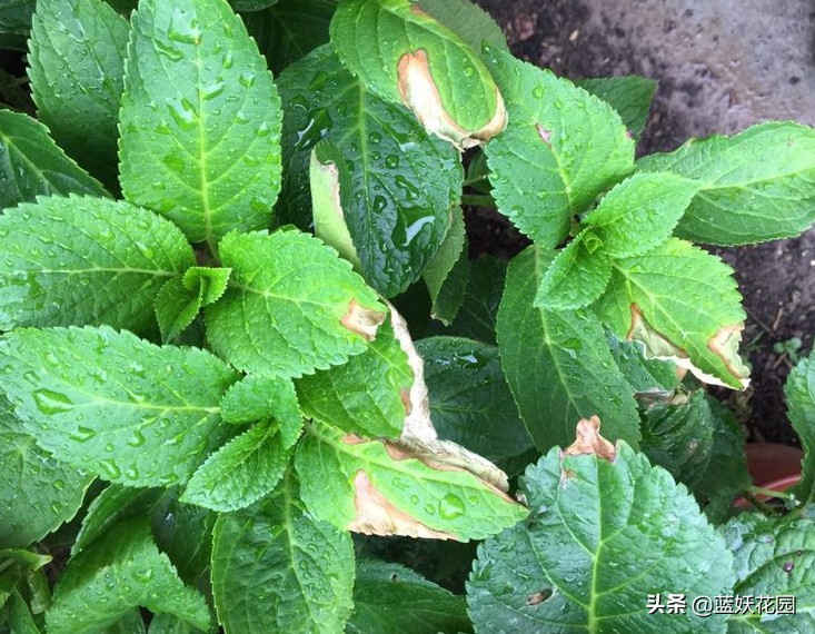The brown spots on the leaves of hydrangea, is it sunburn or disease ...