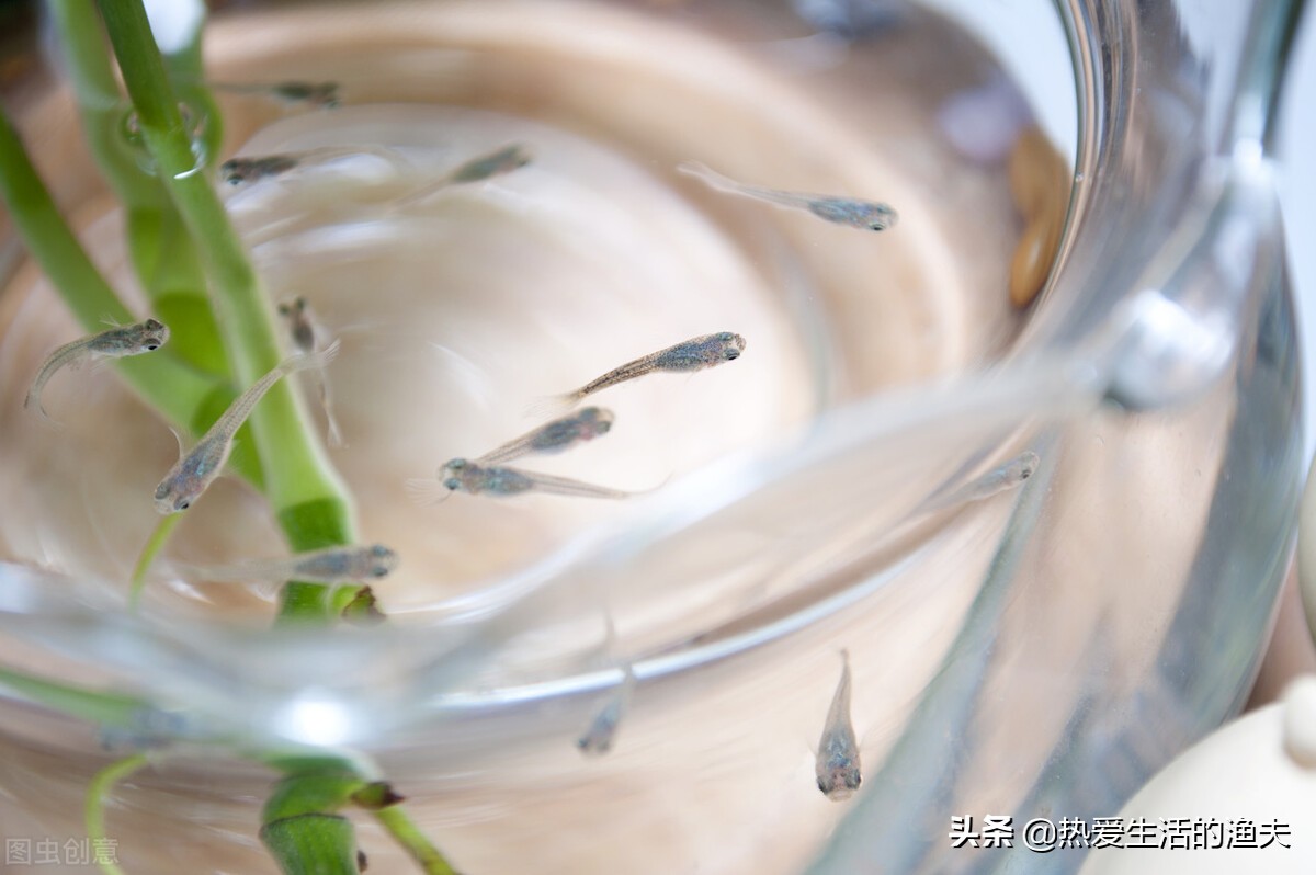 Spring is here!Rebirth!How to raise newly hatched goldfish fry? - iNEWS