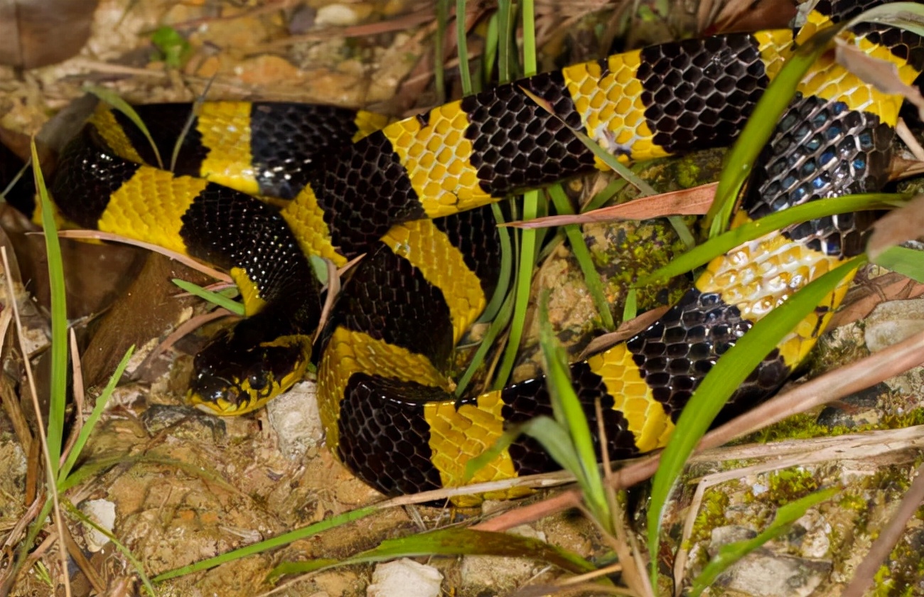 The golden ring snake, one of the ten most venomous snakes in China, is ...