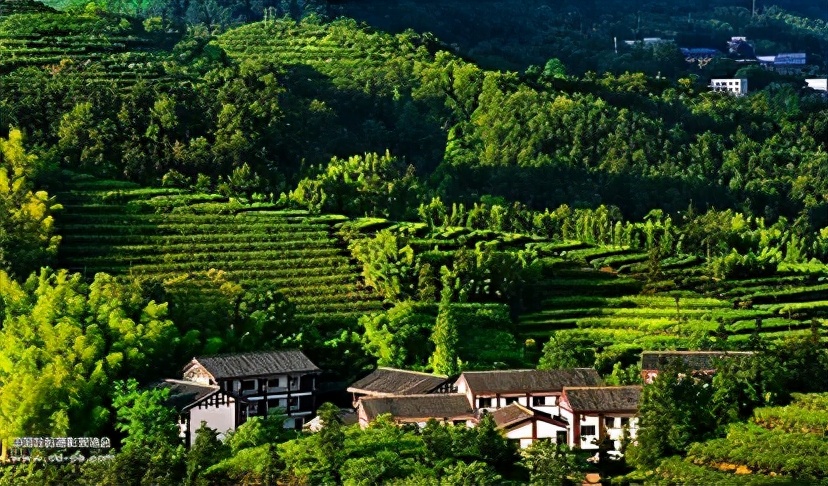 Chashan Bamboo Sea, a neglected 4A National Forest Park - iNEWS