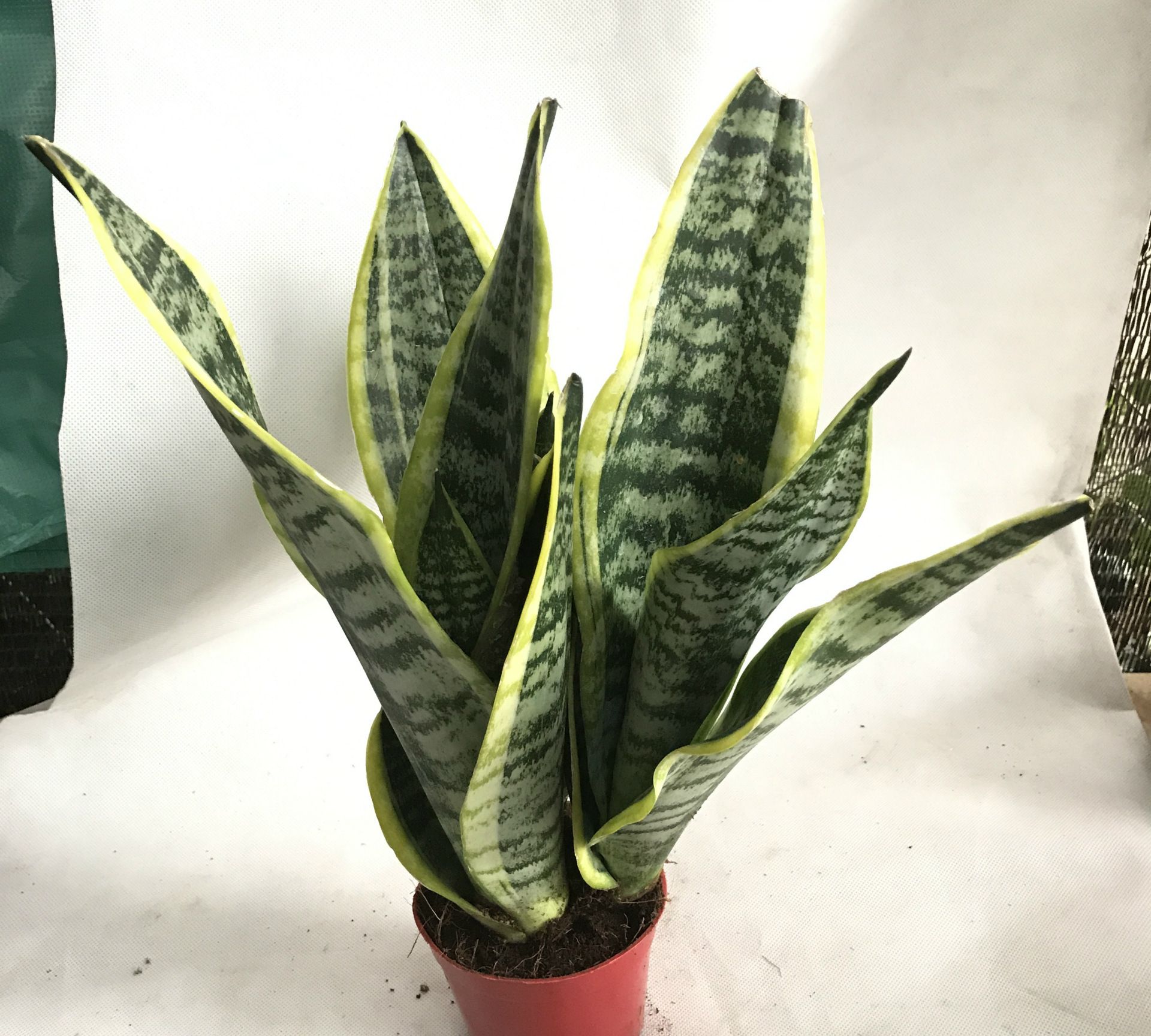 Raise succulent tiger-tail orchids, and sprinkle some "bean dregs ...