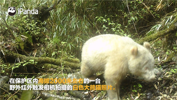The only white giant panda in the world appeared without dark circles ...
