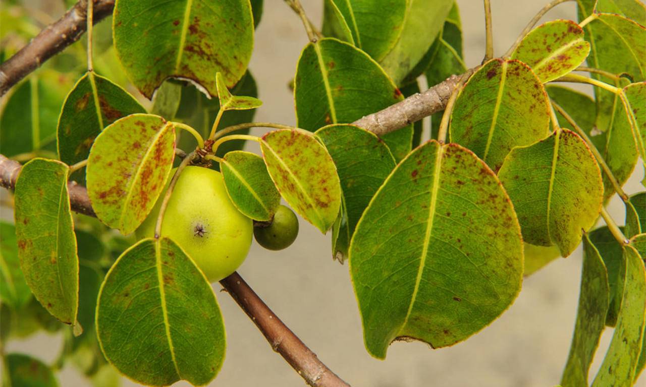 The most poisonous plant in the world can't be touched, and it can be ...