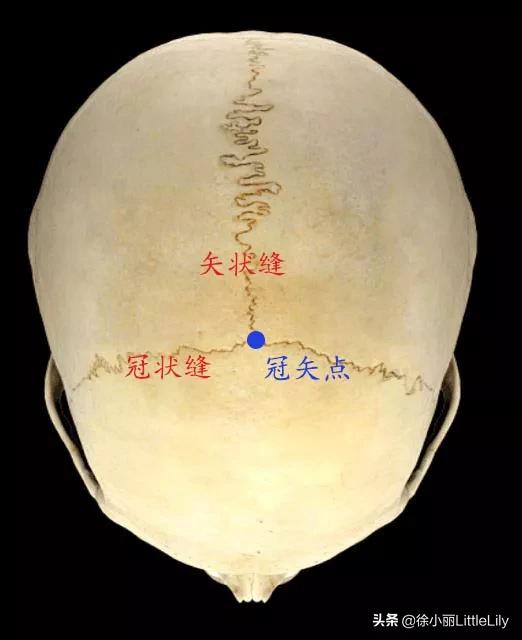 Scalp acupuncture point system, operation techniques and precautions ...