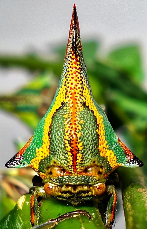 Insects resembling alien creatures: horned cicadas - iNEWS